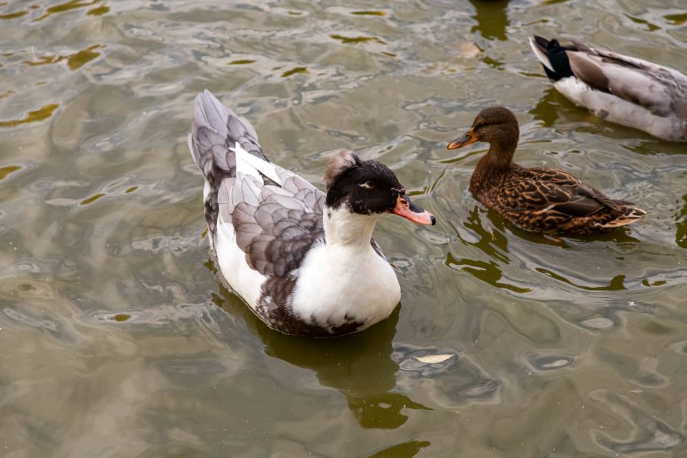 Swimming Ducks - My Hobby Portal